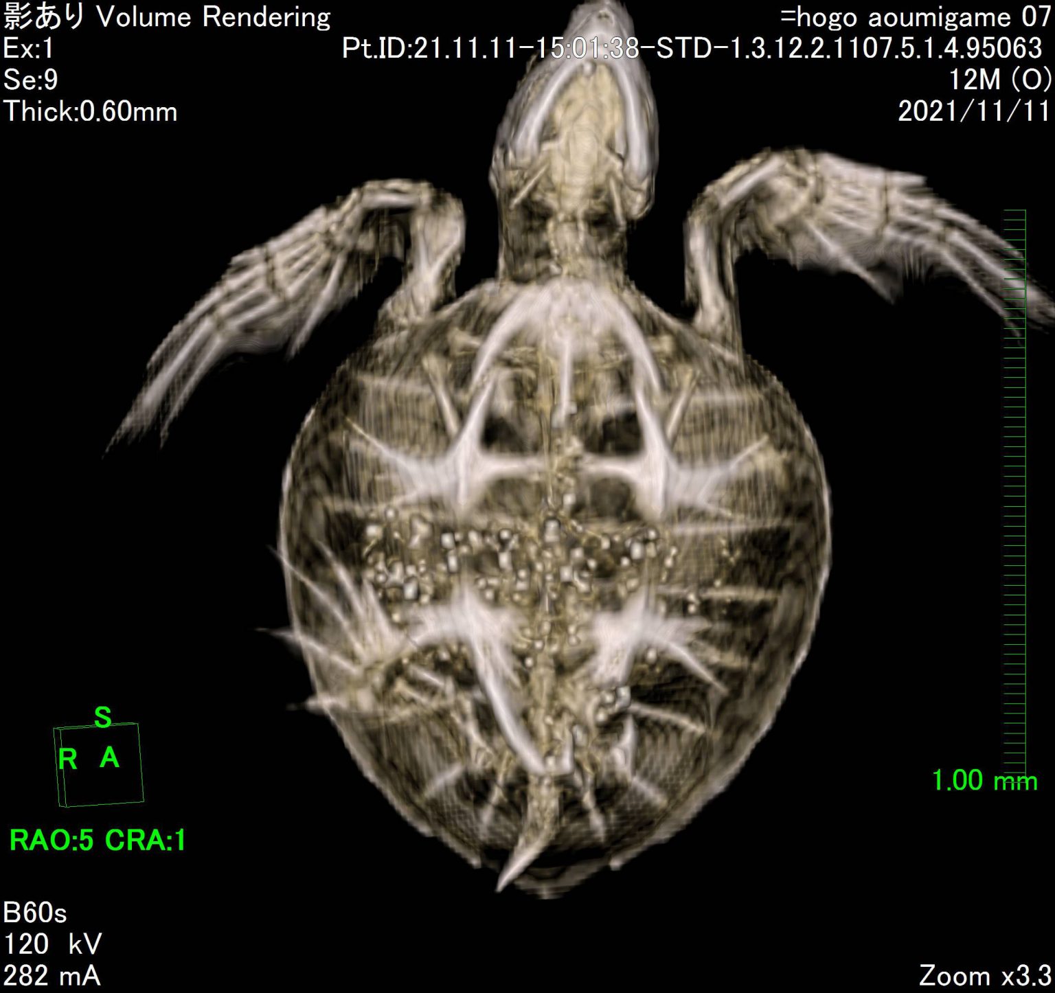Volcanic Stones Found in Baby Sea Turtle’s Body in Okinawa. Did it Eat ...