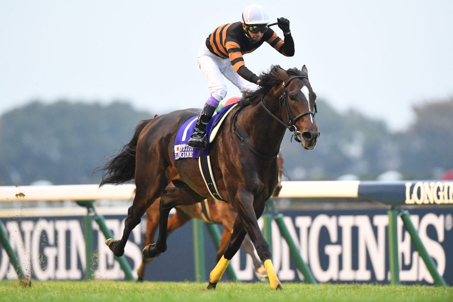 HORSE RACING | Japan Cup Showcases Nation’s Racing Culture as the ...