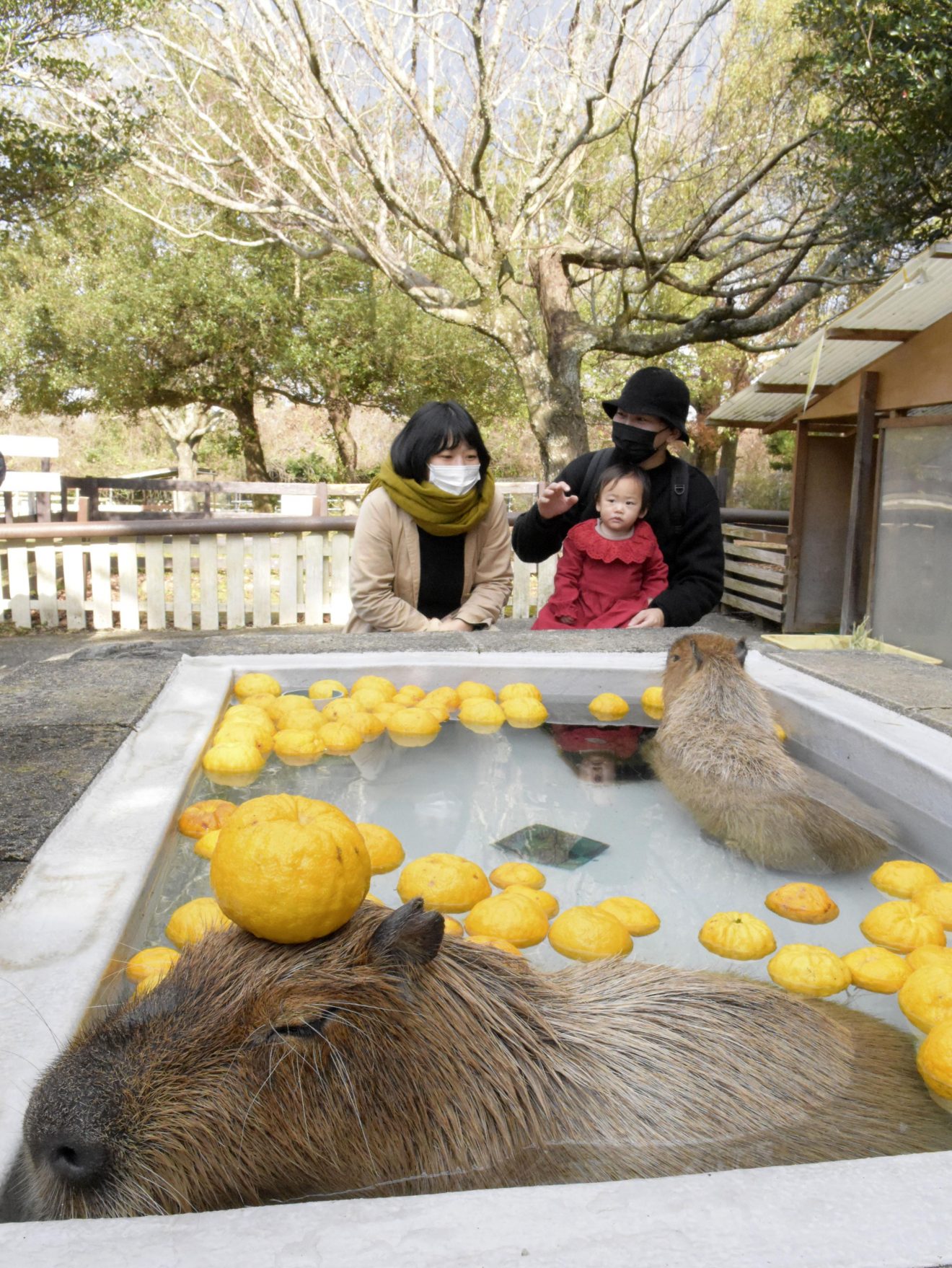 [Hidden Wonders of Japan] Capybara Love Yuzu Baths at Tottori's Guest ...