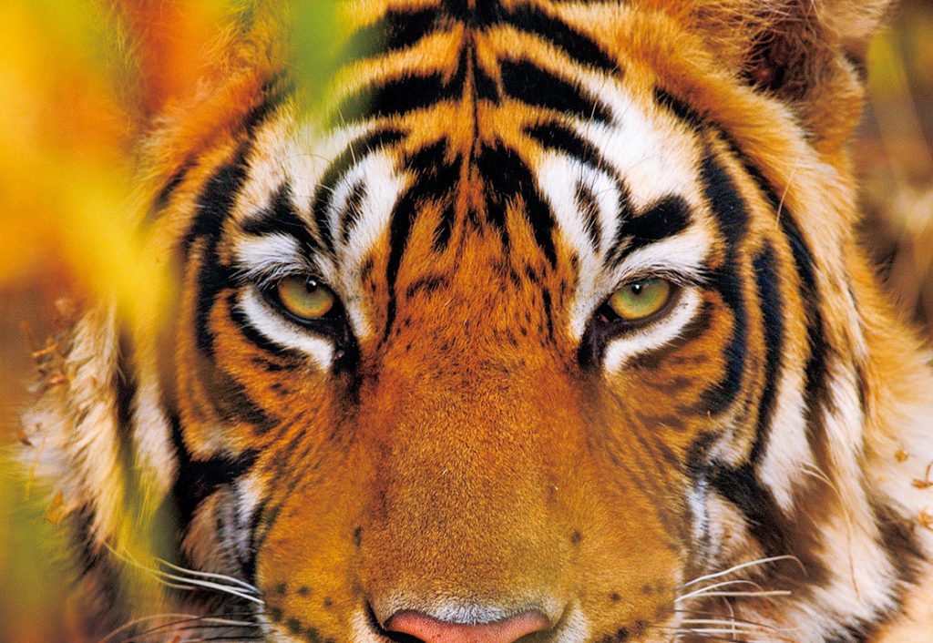 Five Shocking Scenarios for the Year of the Tiger