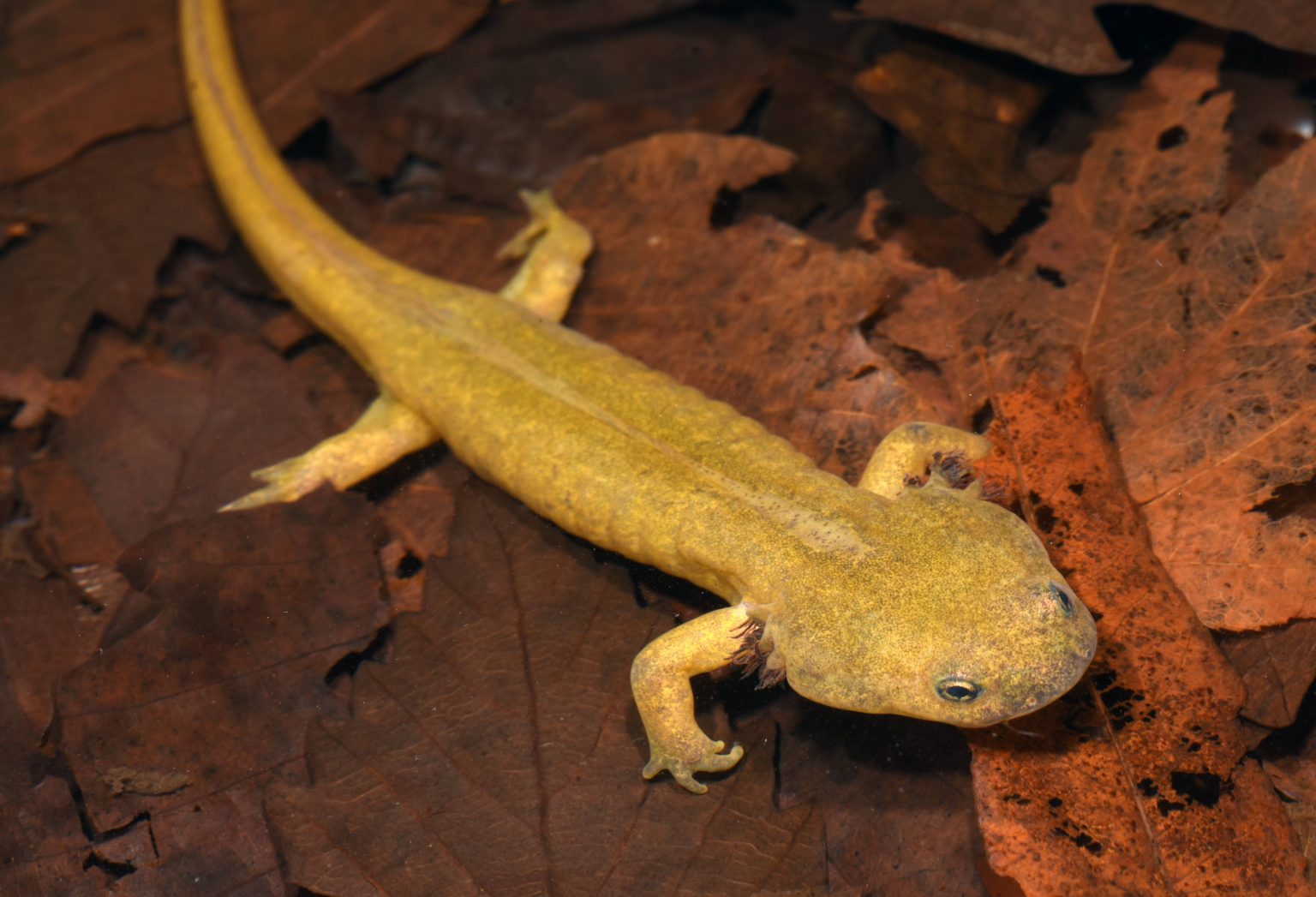 Amusing Japanese Amphibian Discovered for First Time in 89 Years