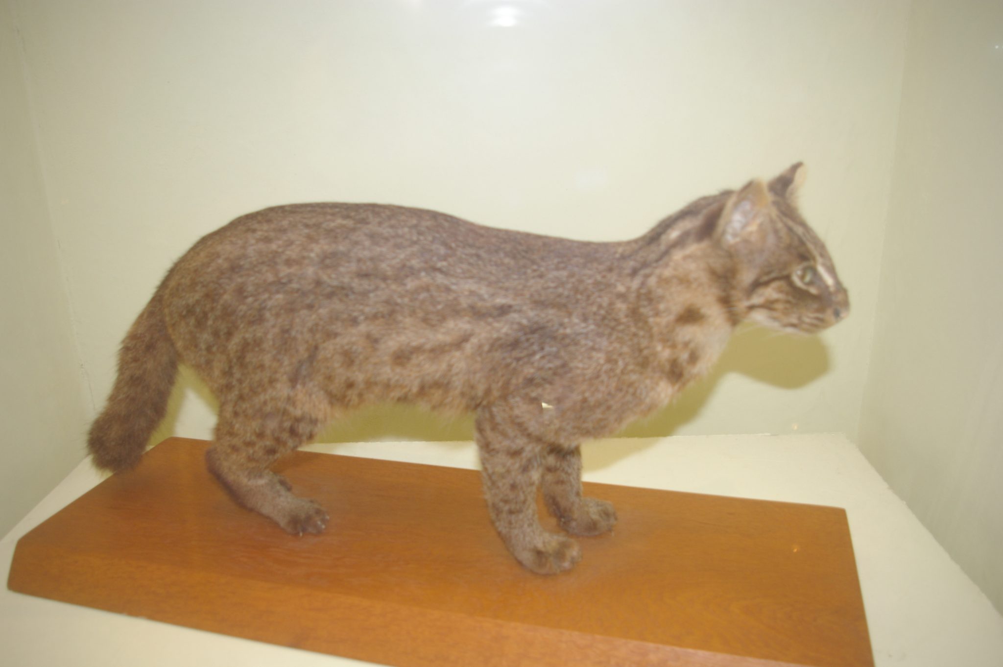 The Iriomote Wildcat's Precarious Life in Paradise