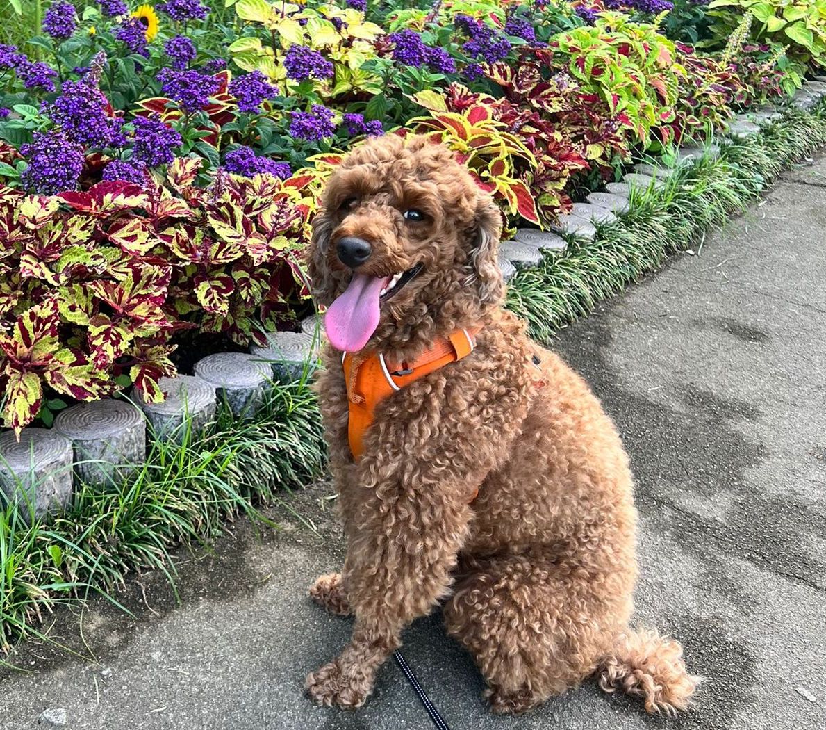 The Luxurious Life of Dogs in Japan: Dog Grooming | JAPAN Forward