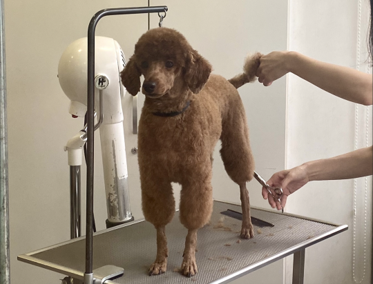 The Luxurious Life of Dogs in Japan: Dog Grooming | JAPAN Forward
