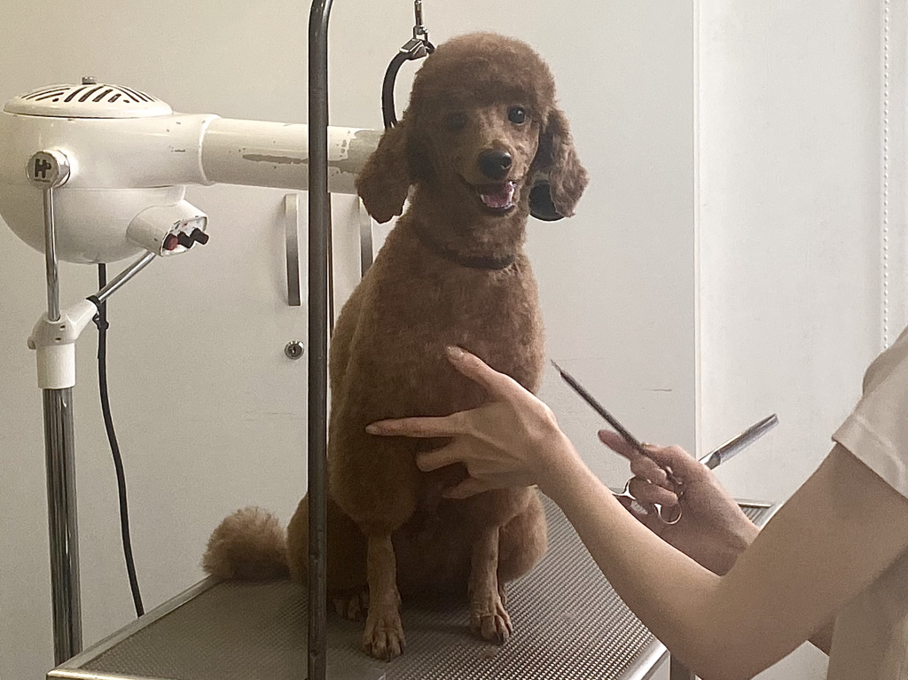 The Luxurious Life of Dogs in Japan: Dog Grooming | JAPAN Forward