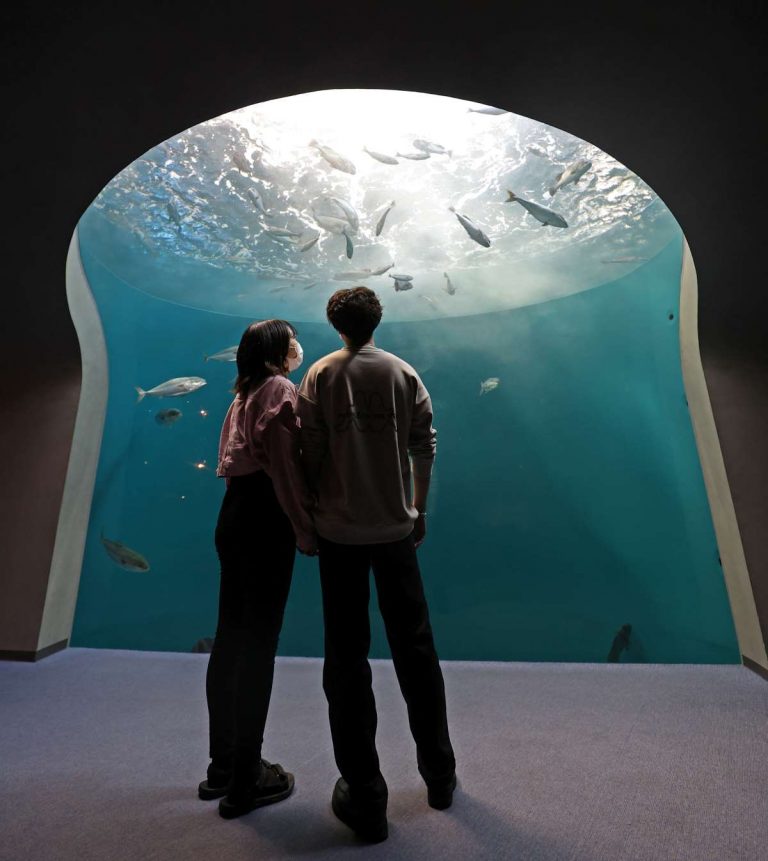 Japanese Aquariums: Otherworldly Beauty in a New Immersive Experience ...