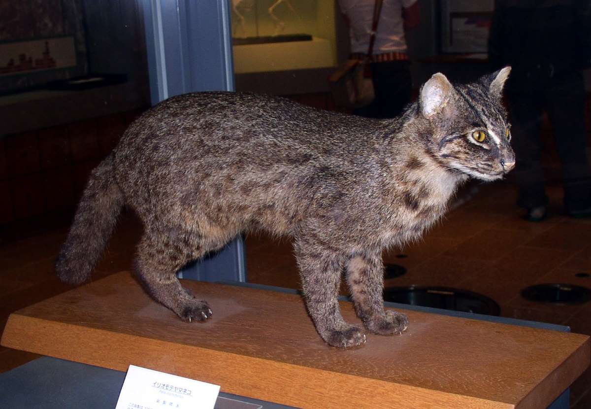 Extinct Animals Iriomote Cat 002 | JAPAN Forward