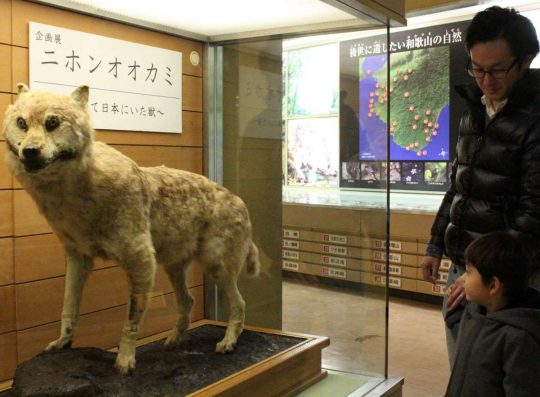 Five Japanese Creatures We Want Resurrected | JAPAN Forward