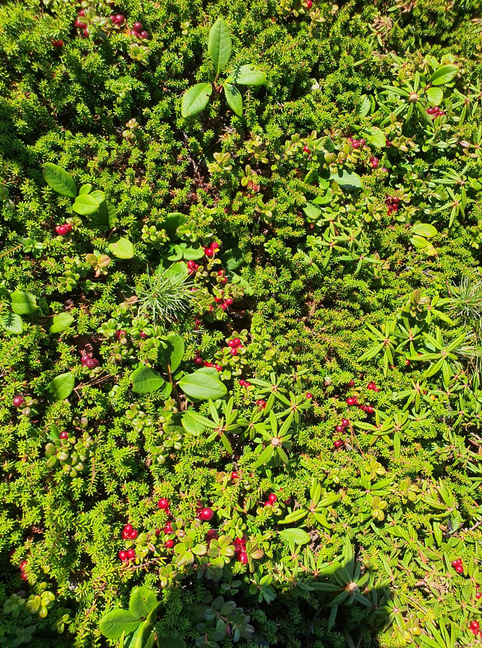 r 20220922_132815 asahidake autumn berries agnes tandler | JAPAN Forward