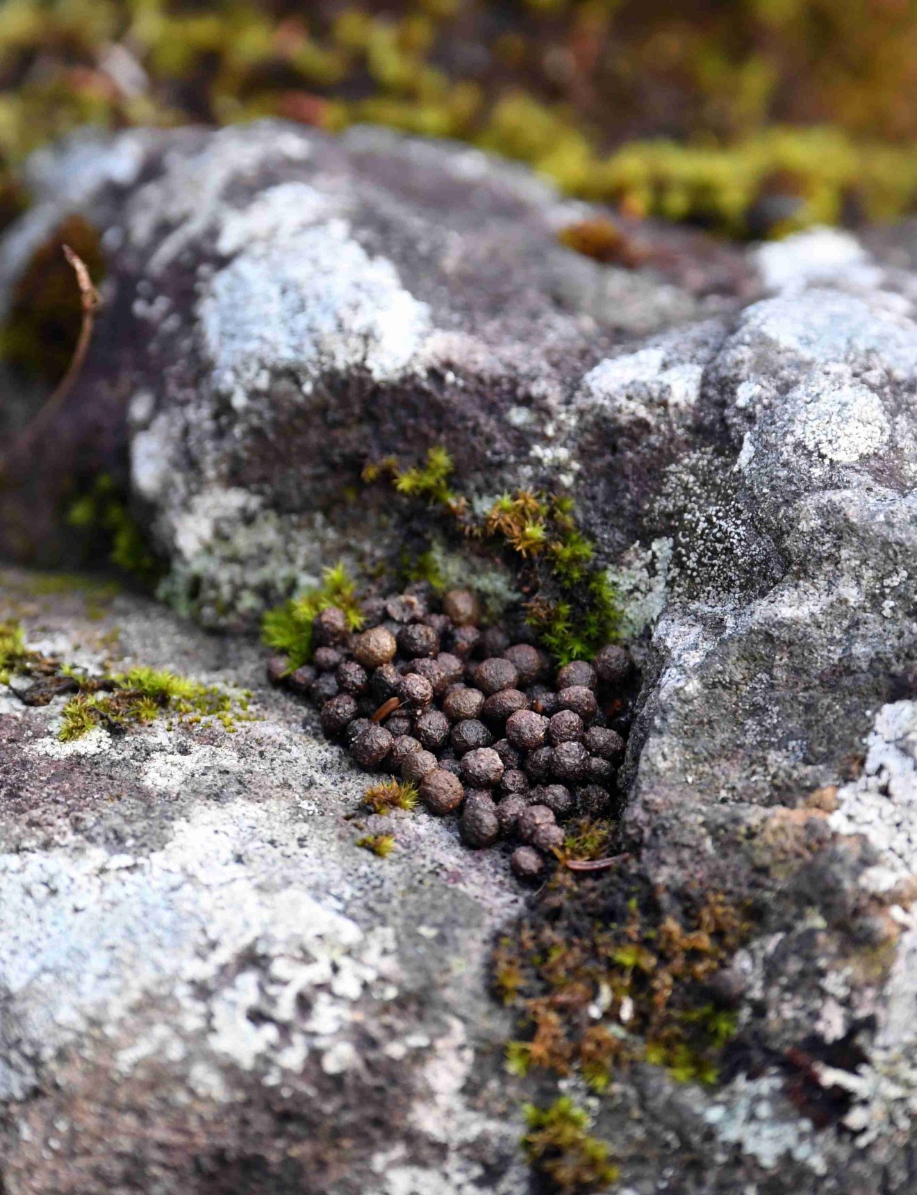 [Hidden Wonders of Japan] Introducing Hokkaido's Beloved Furry Northern ...