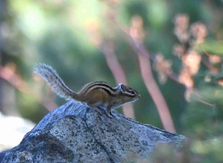 [Hidden Wonders of Japan] Introducing Hokkaido's Beloved Furry Northern ...