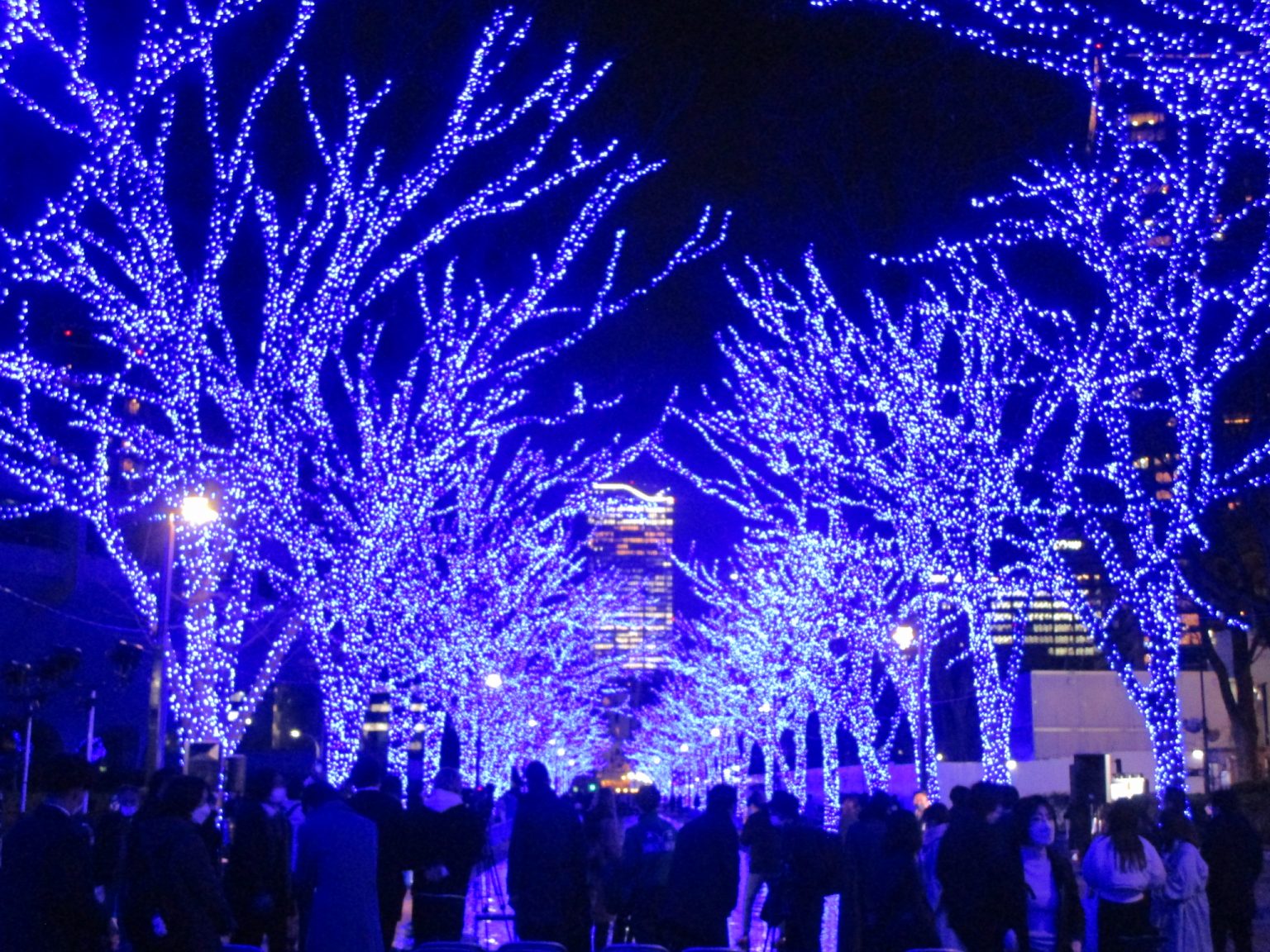 Winter Illuminations: Enjoy the Beautiful Light Shows Around Tokyo ...