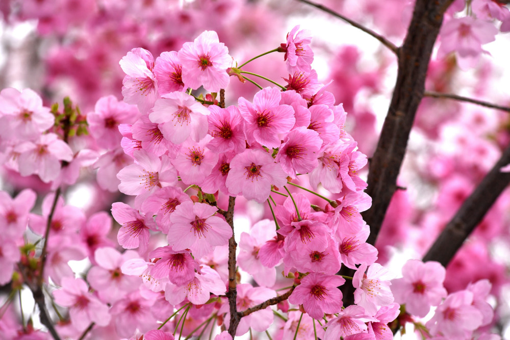 Tokyo Sakura Story: Pockets of Spring in an Urban Landscape | JAPAN Forward
