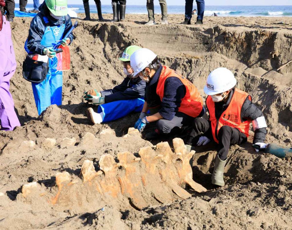 Endangered Gray Whale Bones Unearthed as Students and Researchers Take ...