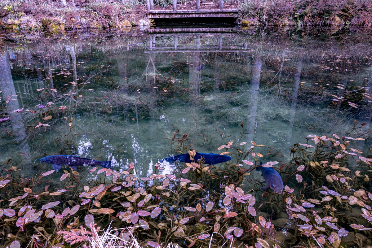 [Hidden Wonders of Japan] Secrets of Monet's Pond at Nemichi Shrine ...