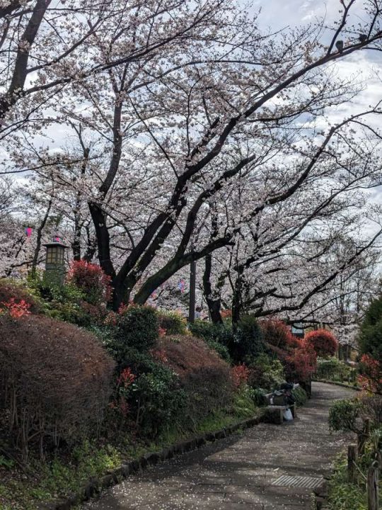 Three Tokyo Sakura Spots You Can See in a Day | JAPAN Forward