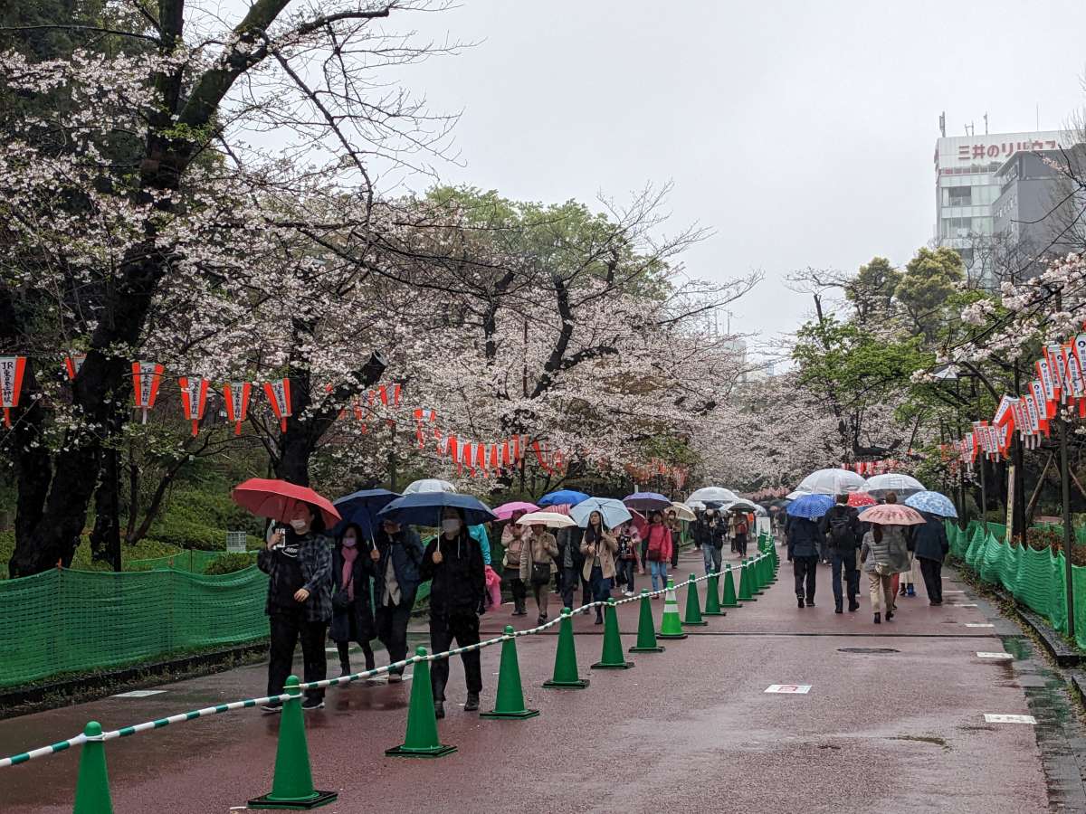 Three Tokyo Sakura Spots You Can See in a Day | JAPAN Forward