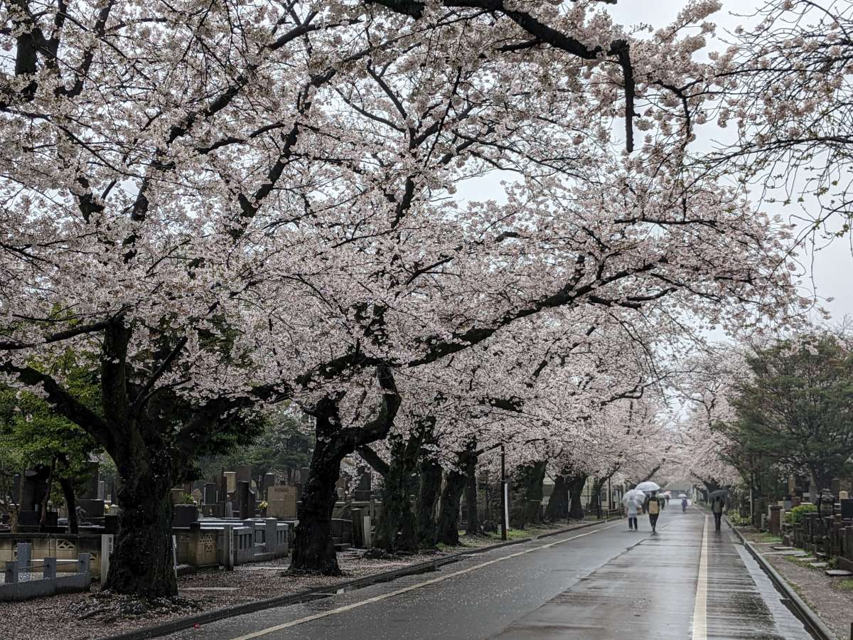 Three Tokyo Sakura Spots You Can See in a Day | JAPAN Forward