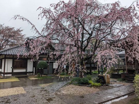 Three Tokyo Sakura Spots You Can See in a Day | JAPAN Forward