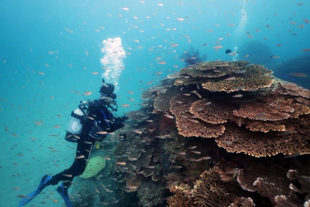 Efforts Underway to Protect Coral in Japan's Colder Waters | JAPAN Forward