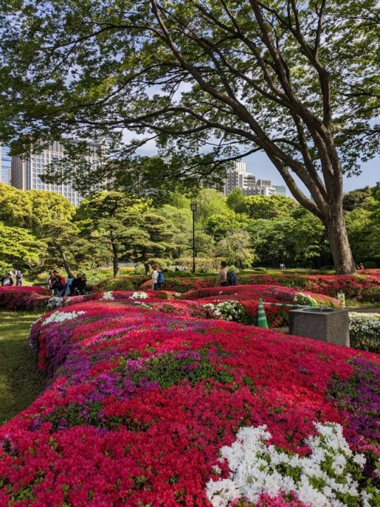 Four Amazing Azalea Spots in Tokyo to See in a Day | JAPAN Forward