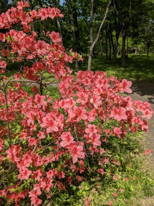 Four Amazing Azalea Spots in Tokyo to See in a Day | JAPAN Forward
