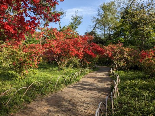 Four Amazing Azalea Spots in Tokyo to See in a Day | JAPAN Forward