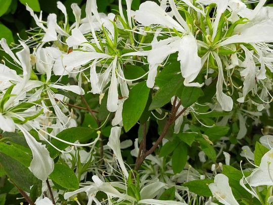 Four Amazing Azalea Spots in Tokyo to See in a Day | JAPAN Forward