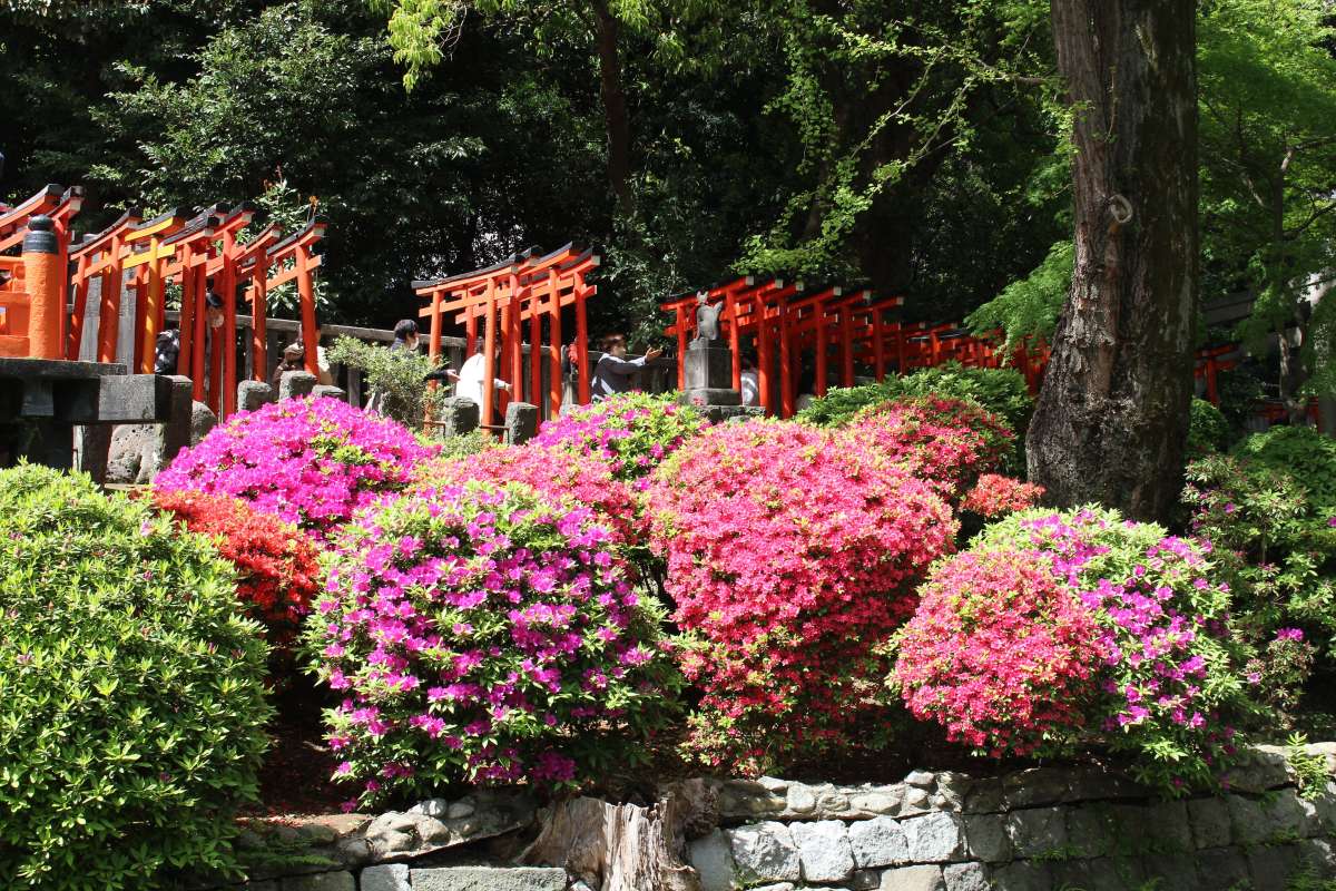 Four Amazing Azalea Spots in Tokyo to See in a Day | JAPAN Forward