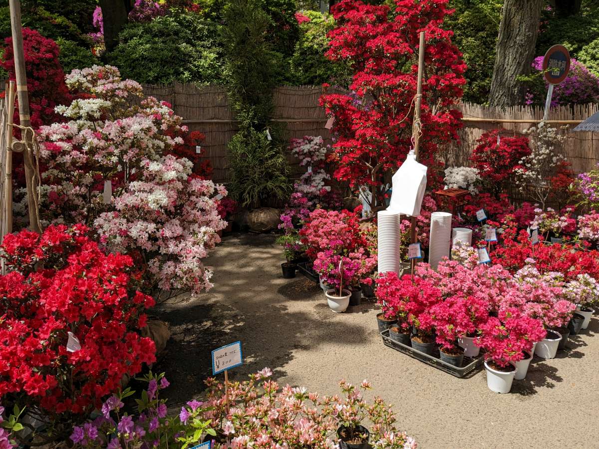 Four Amazing Azalea Spots in Tokyo to See in a Day | JAPAN Forward