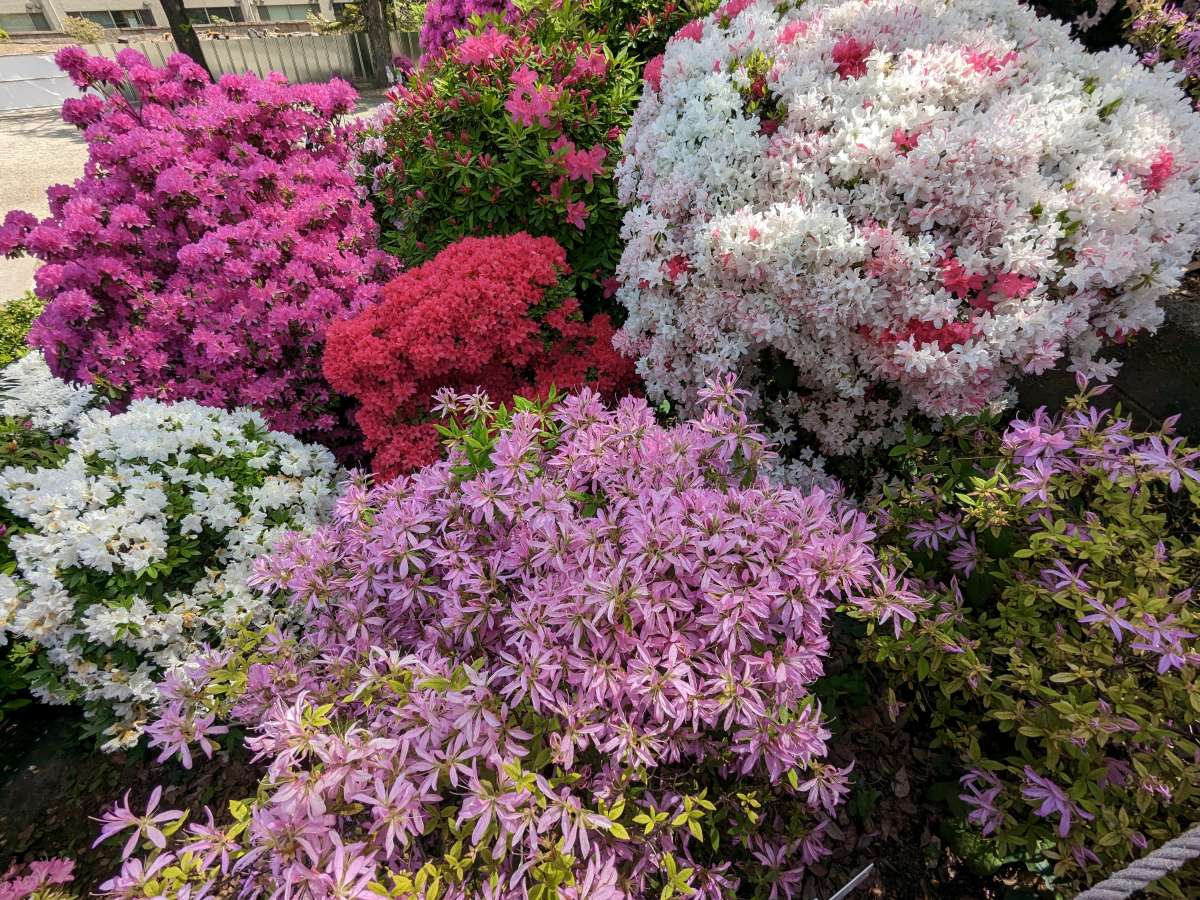 Four Amazing Azalea Spots in Tokyo to See in a Day | JAPAN Forward
