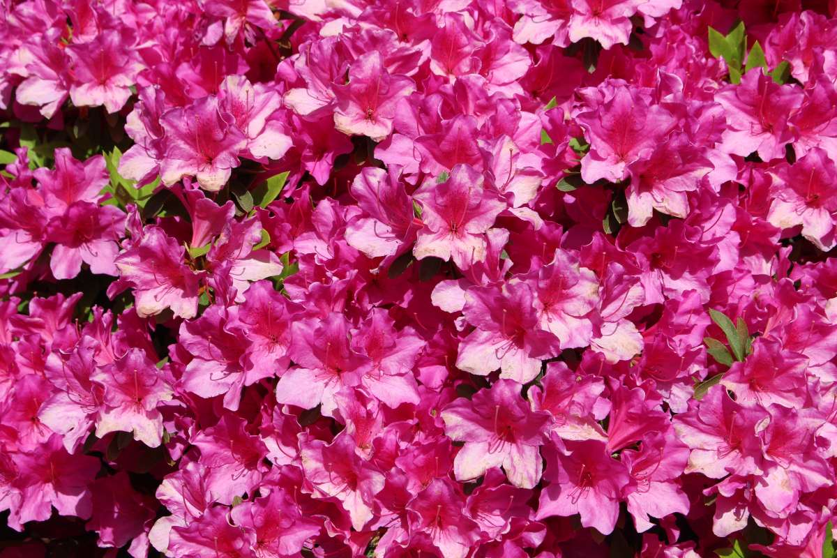 Four Amazing Azalea Spots in Tokyo to See in a Day | JAPAN Forward