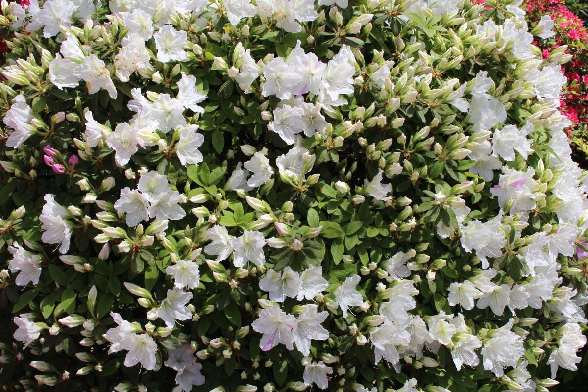 Four Amazing Azalea Spots in Tokyo to See in a Day | JAPAN Forward