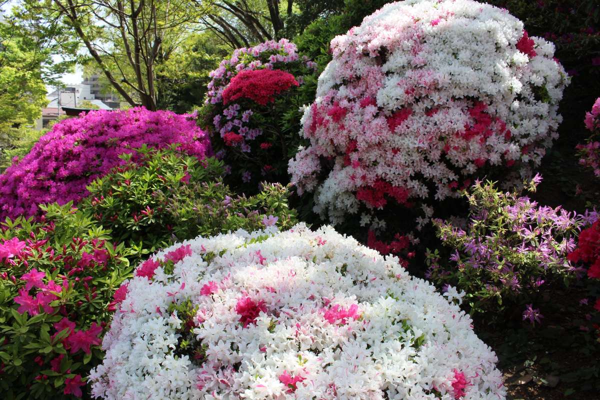 Four Amazing Azalea Spots in Tokyo to See in a Day | JAPAN Forward