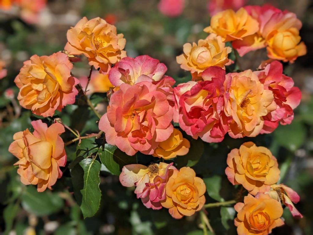 Tracking Tokyo Roses Along the Arakawa Tram Line | JAPAN Forward