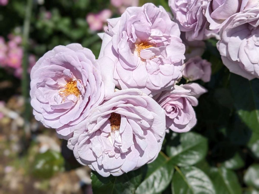 Tracking Tokyo Roses Along the Arakawa Tram Line | JAPAN Forward