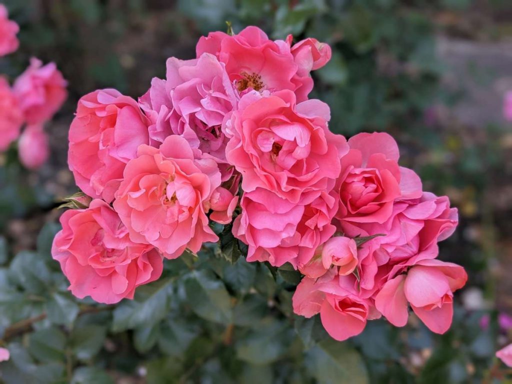 Tracking Tokyo Roses Along the Arakawa Tram Line | JAPAN Forward