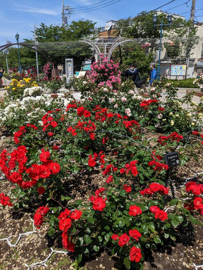 arl-108_arakawa-line-roses-yuenchi-corridor--230509_124554_034554466 ...