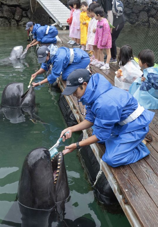 [Hidden Wonders of Japan] Whales Get Their Teeth Brushed at Special ...
