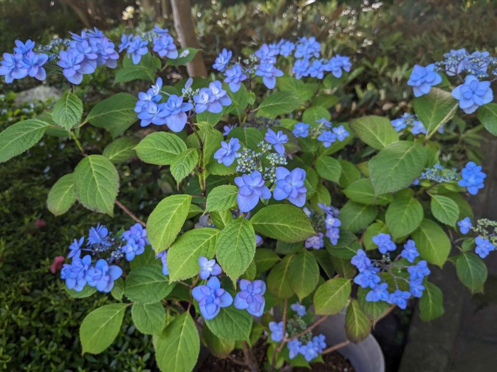 [Hidden Wonders of Japan] Hydrangeas in Kamakura: Embrace the Joy of ...