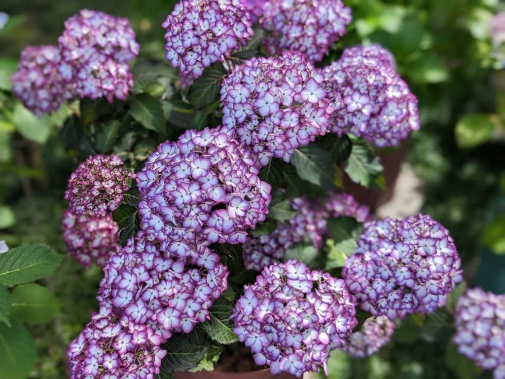 [Hidden Wonders of Japan] Hydrangeas in Kamakura: Embrace the Joy of ...