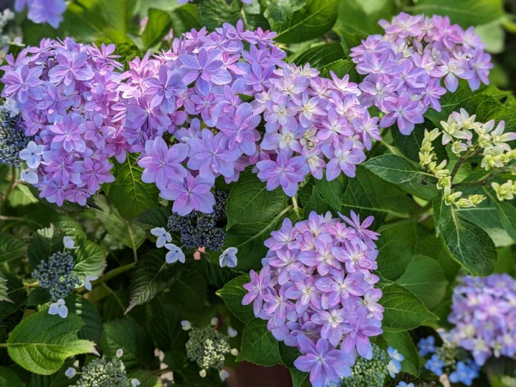 [Hidden Wonders of Japan] Hydrangeas in Kamakura: Embrace the Joy of ...