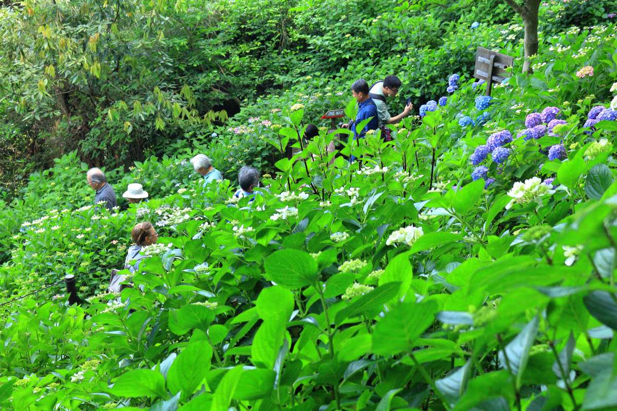 Discovering Hydrangeas and the Secrets of Their Hues | JAPAN Forward