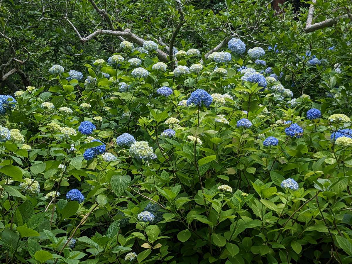 [Hidden Wonders of Japan] Hydrangeas in Kamakura: Embrace the Joy of ...