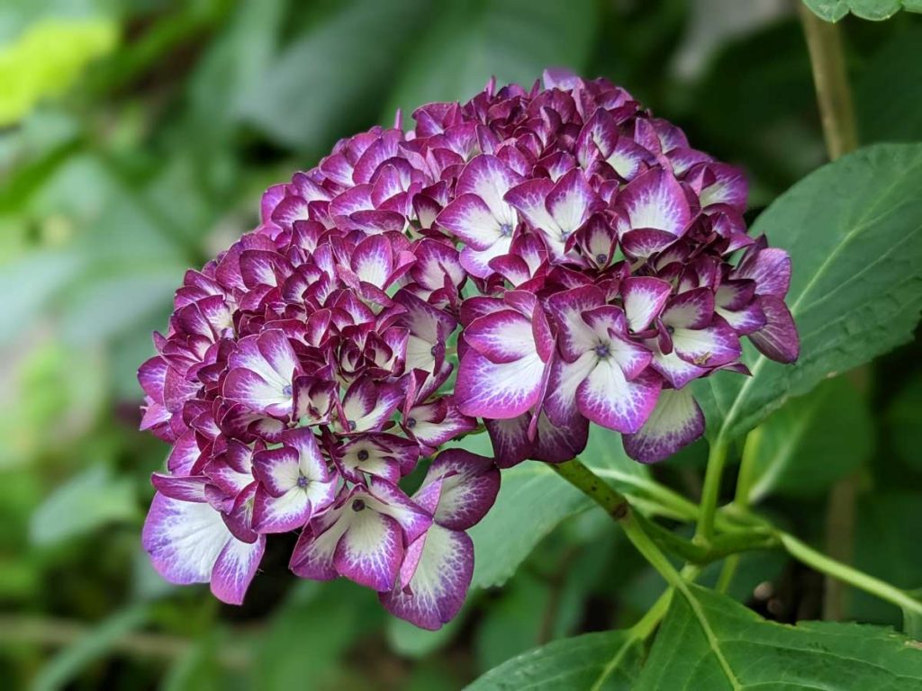 [Hidden Wonders of Japan] Hydrangeas in Kamakura: Embrace the Joy of ...