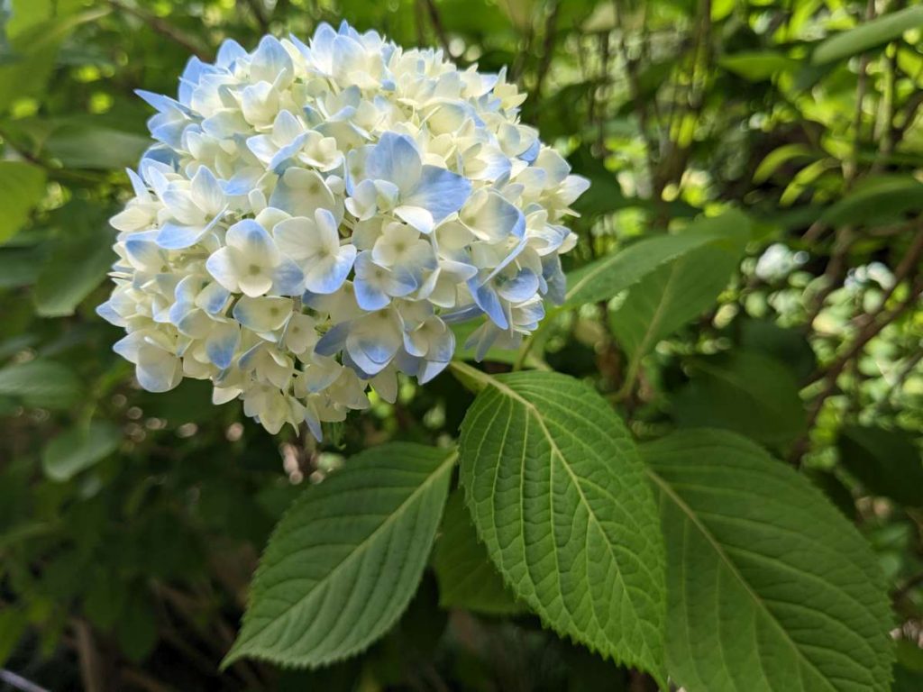 [Hidden Wonders of Japan] Hydrangeas in Kamakura: Embrace the Joy of ...