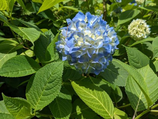 [Hidden Wonders of Japan] Hydrangeas in Kamakura: Embrace the Joy of ...