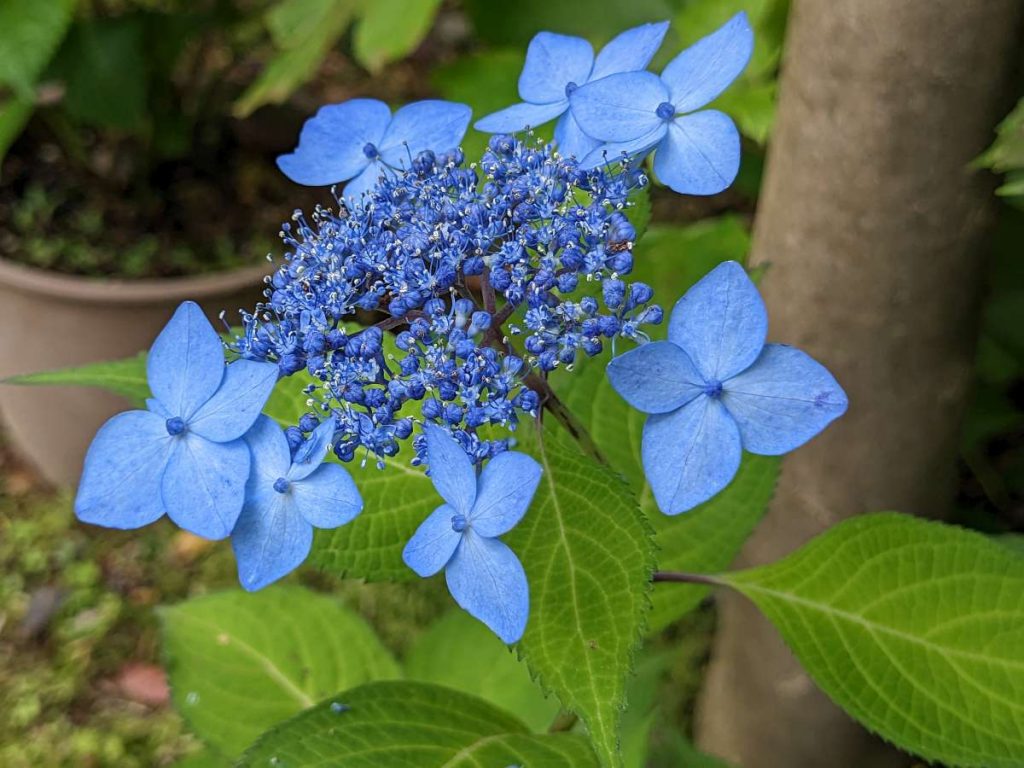 [Hidden Wonders of Japan] Hydrangeas in Kamakura: Embrace the Joy of ...