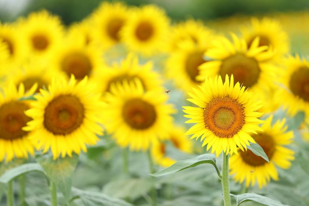 [Hidden Wonders of Japan] Tokyo's Biggest Sunflower Field in Full Bloom ...