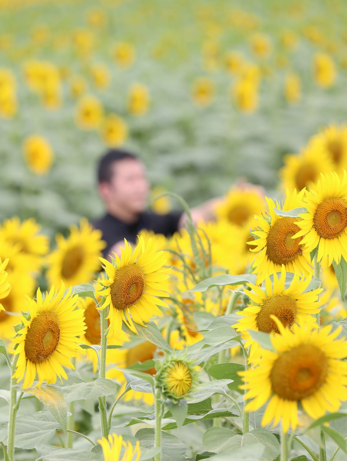 [Hidden Wonders of Japan] Tokyo's Biggest Sunflower Field in Full Bloom ...